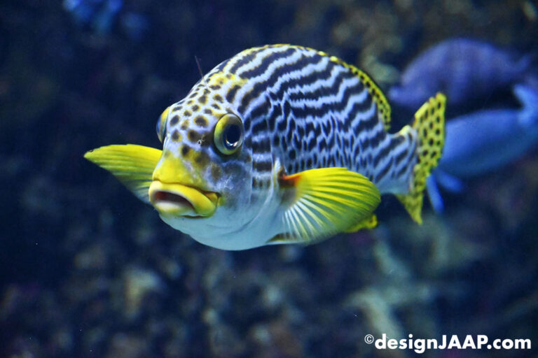 photography yellowbanded sweetlips (Plectorhinchus lineatus) in ...